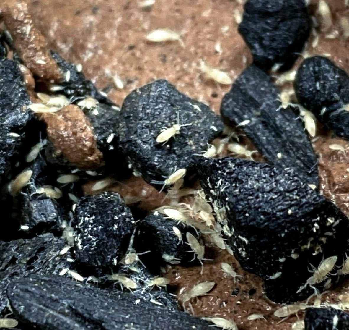 100+ Live "Tropical White" Springtails (Collembola) | Live Insect Clean ...