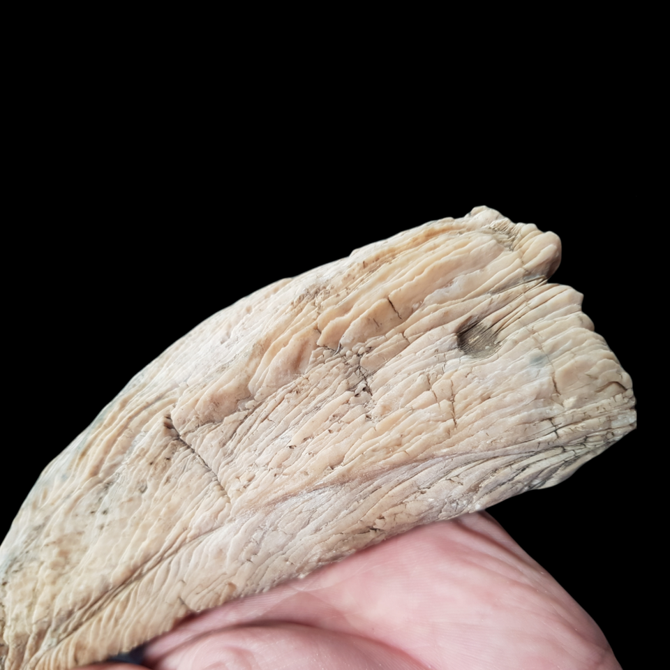 Rare Fossil Giant Mussel Oyster Sea Shell | eBay