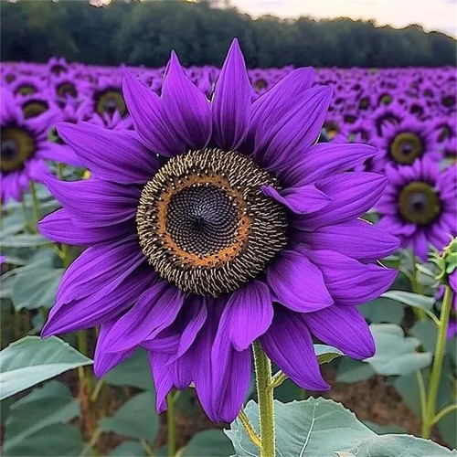 50PCs Rare Purple Sunflower Seeds ‘Violet Majesty’ | eBay