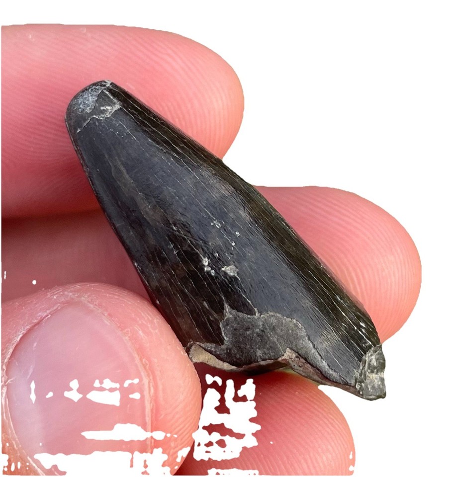 Fossilized Croc Tooth From Florida Ice Age Fossil Find | eBay