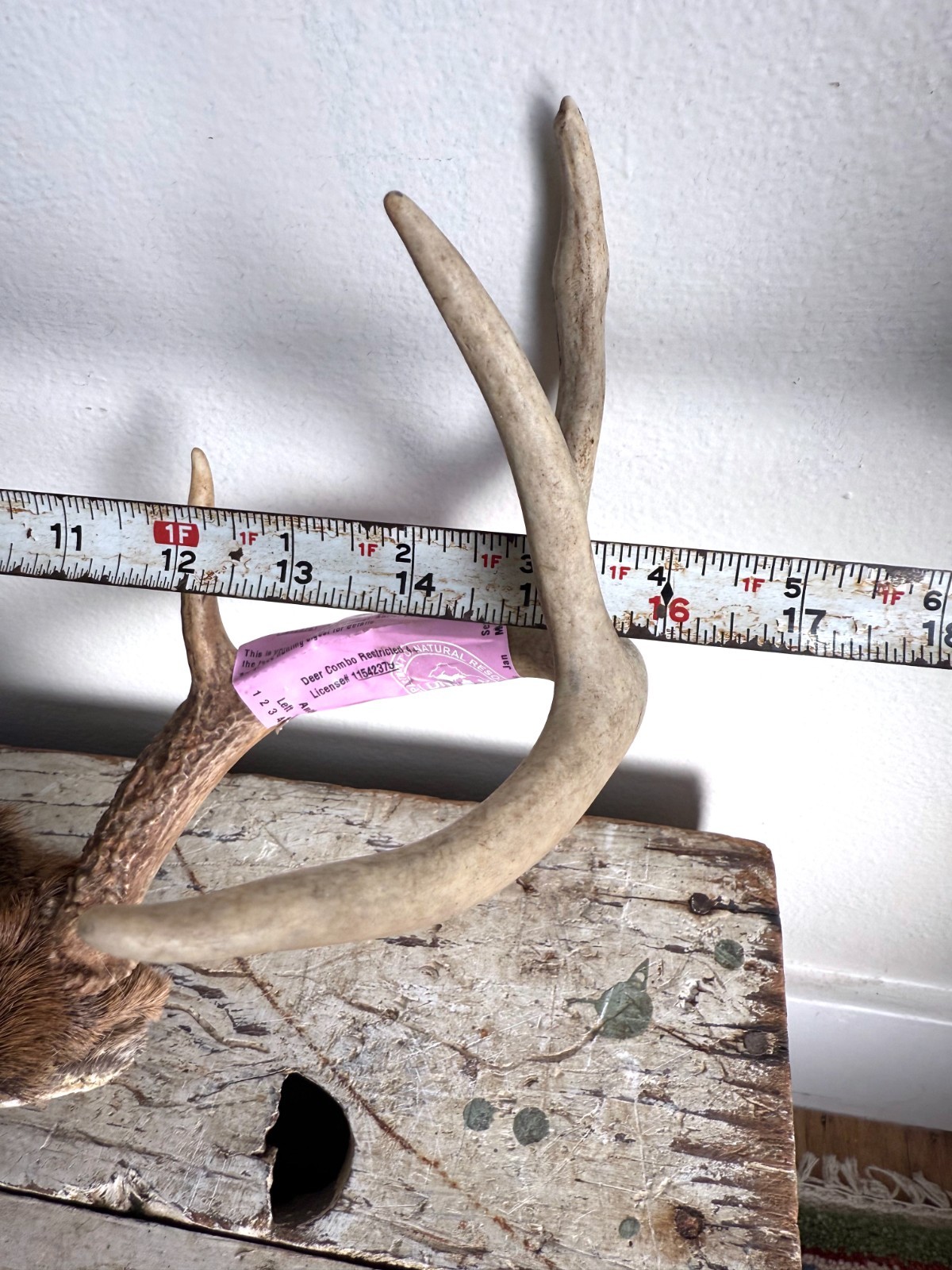 Rustic 8 Point Whitetail Deer Antler Fur Mount Michigan Lodge Wall ...