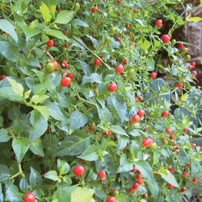 100+ CHILE PEQUIN/TEPIN/PETIN...HOT HOT PEPPER, FRSH HOME GROWN SEEDS ...