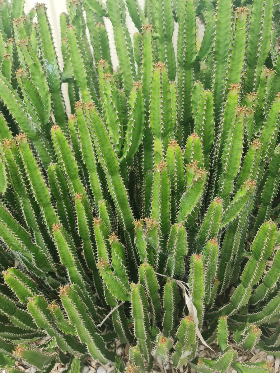 Euphorbiaceae Cactus
