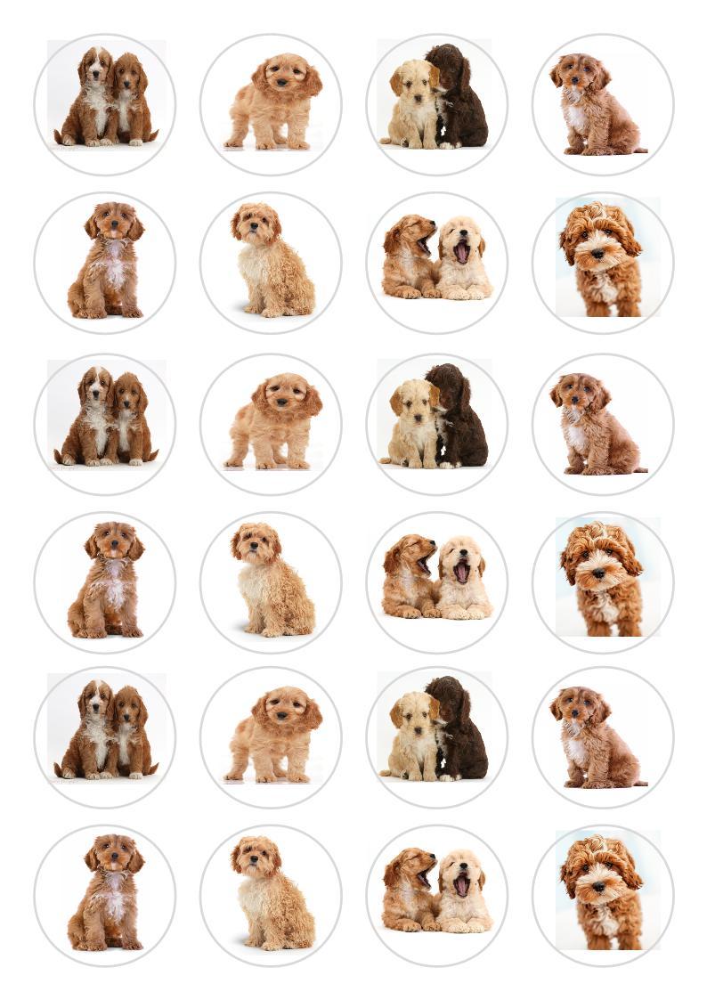 24 Cockapoo Puppy Dog Premium Cupcake Cake Toppers Edible Rice Wafer ...