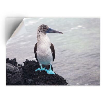 1 x Vinyl Sticker A4 - Blue Footed Booby Bird Galapagos Islands #44365 ...