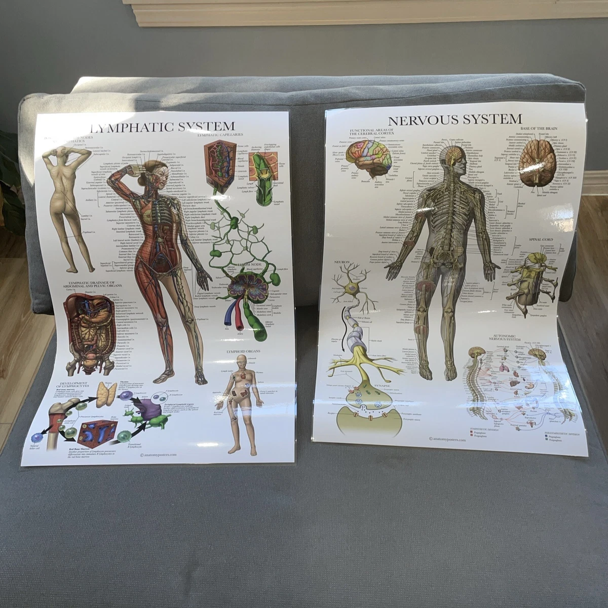 Carteles De Anatomía En Venta