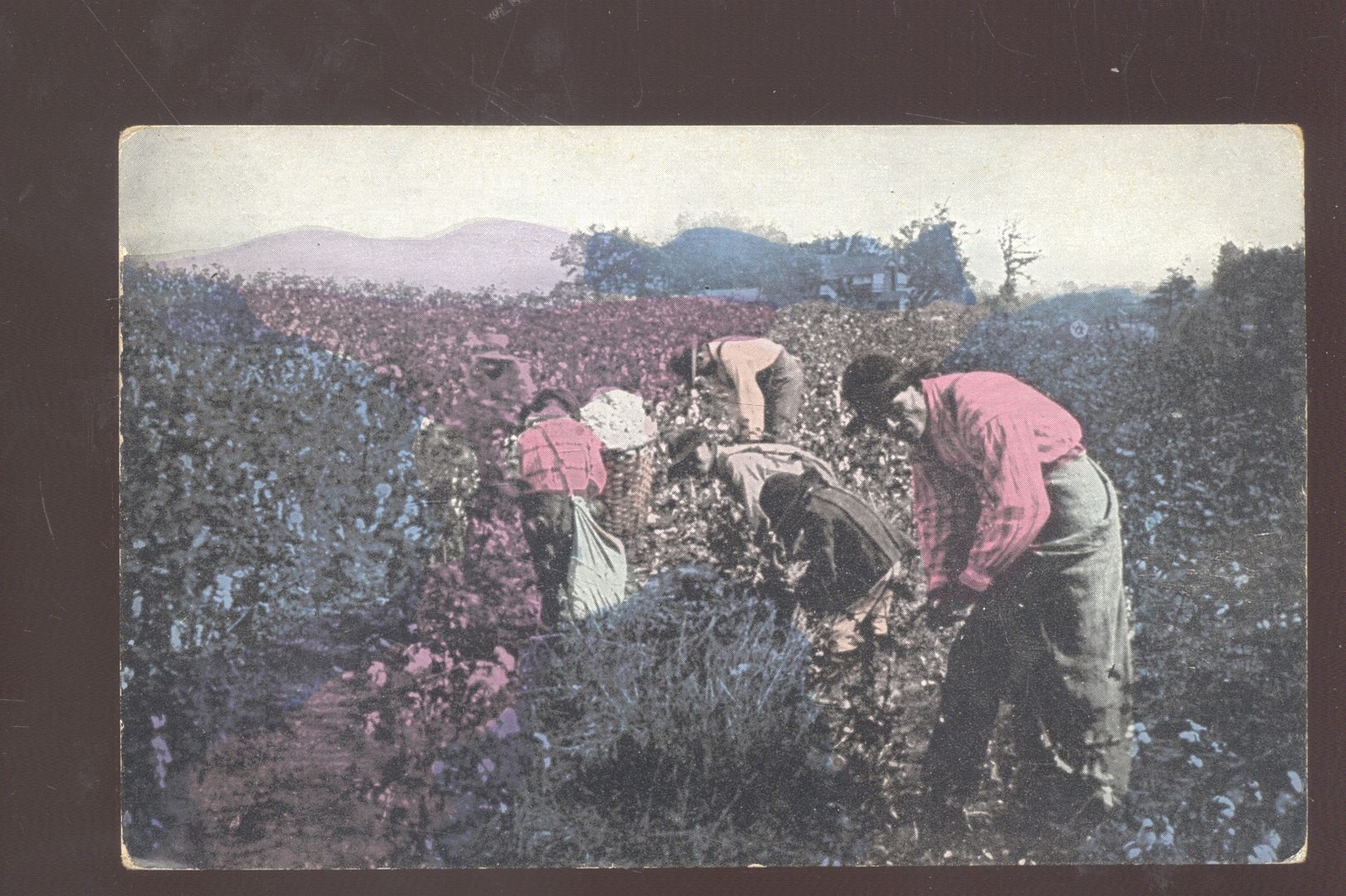 PICKING COTTON IN ALABAMA COTTON PICKERS FARMING VINTAGE POSTCARDE | eBay
