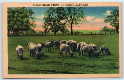 POSTCARD Greetings from Beverly Kansas Grazing Sheep in Green Pastures ...