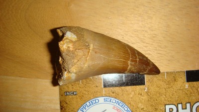 MX-88 Fossil Very Large Robust Mosasaur Tooth Morocco FREE SHIP USA ...