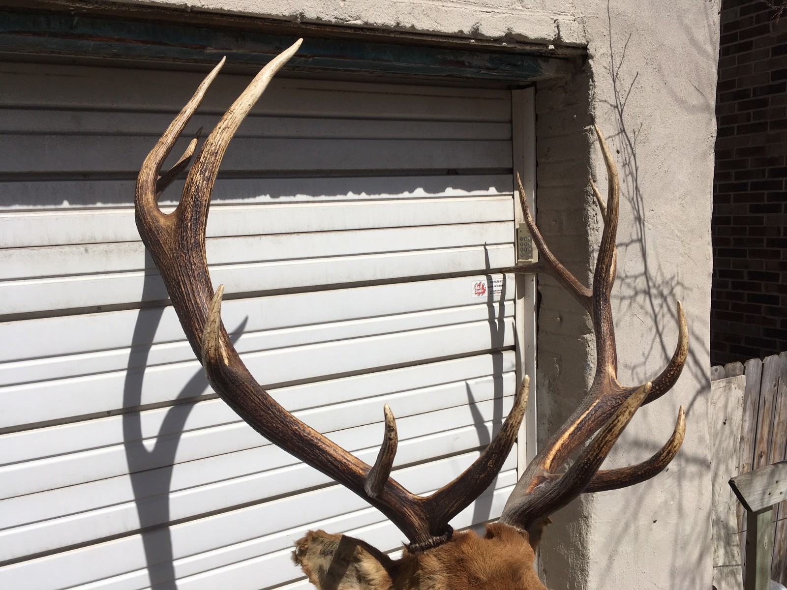 Vintage 80" x 48" 7 x 7 Point Elk Head Shoulder Mount Taxidermy Hunting ...