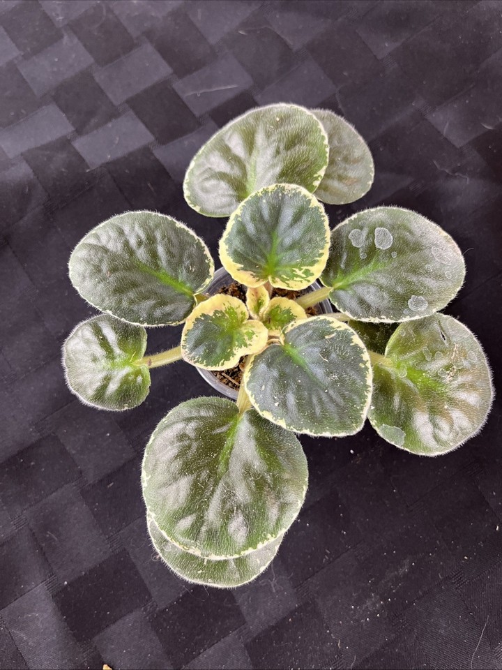 African Violet Starter Plant Raspberry Rain | eBay
