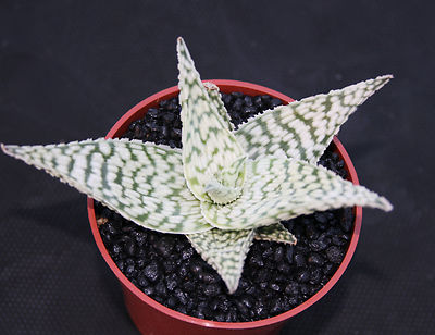 ALOE cv DELTA LIGHTS exotic hybrid rare white color succulent agave ...