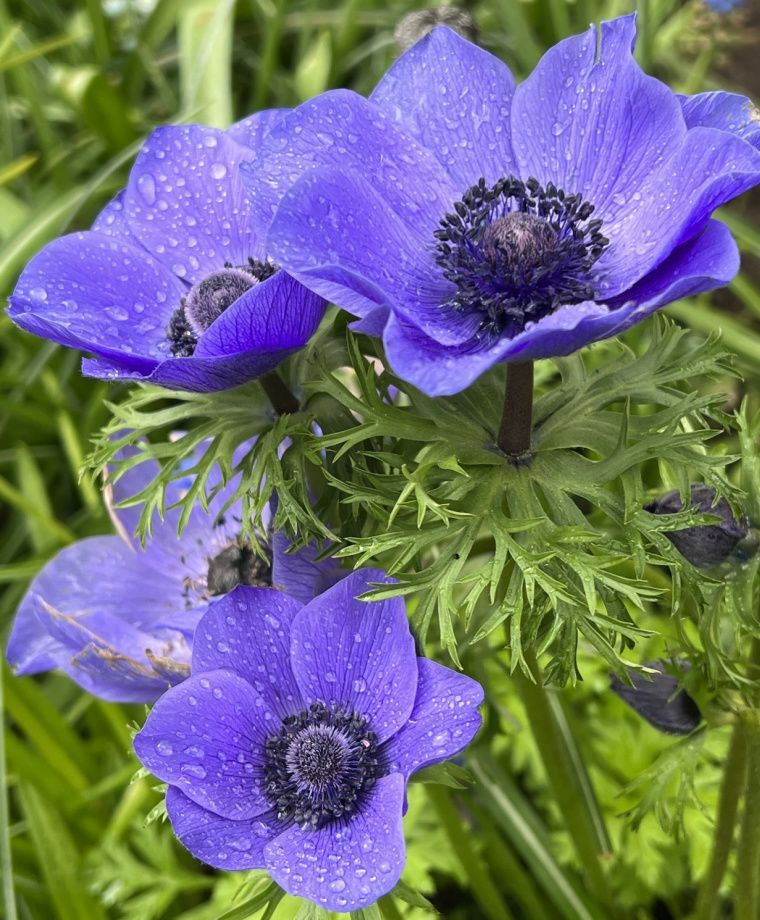 BLUE POPPY ANEMONE FLOWER BULBS EASY TO GROW PERENNIAL PLANTS SPRING ...