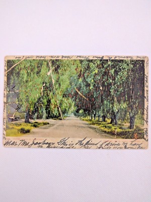 Vintage Postcard Pepper Drive Postmark 1905 Riverside California | eBay
