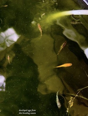 20+5 Free High Quality Lame Fertilized Japanese Medaka Rice Fish Eggs ...