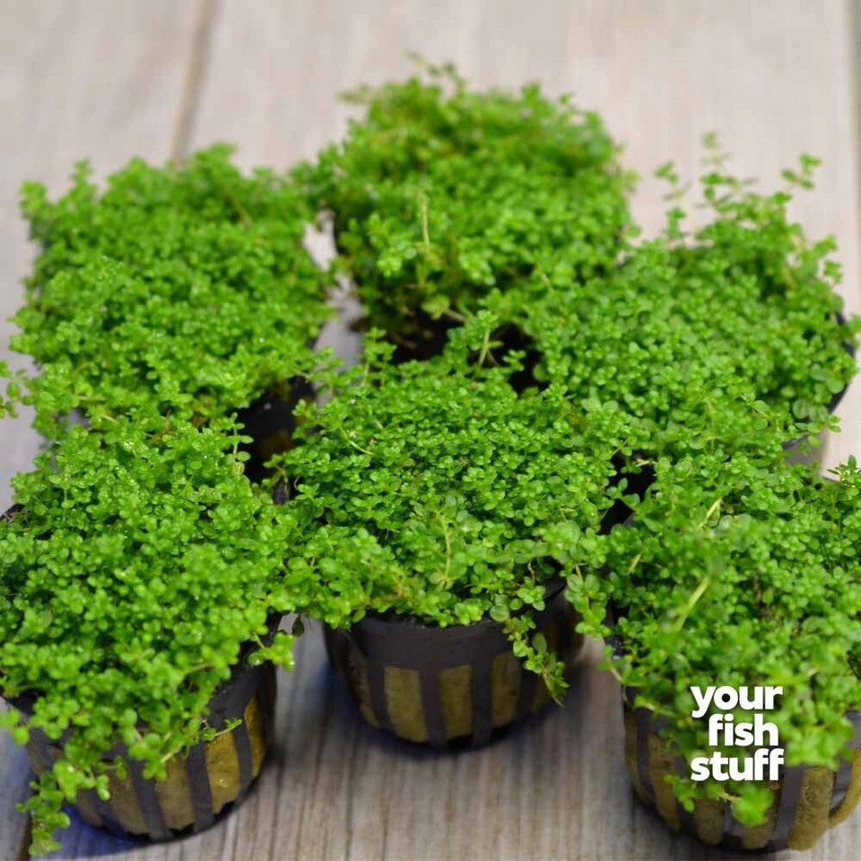 Dwarf Baby Tears Hemianthus Callitrichoides (HC) Cuba Live Aquarium ...