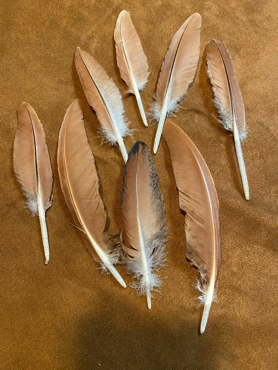 White Peacock Wing Feathers