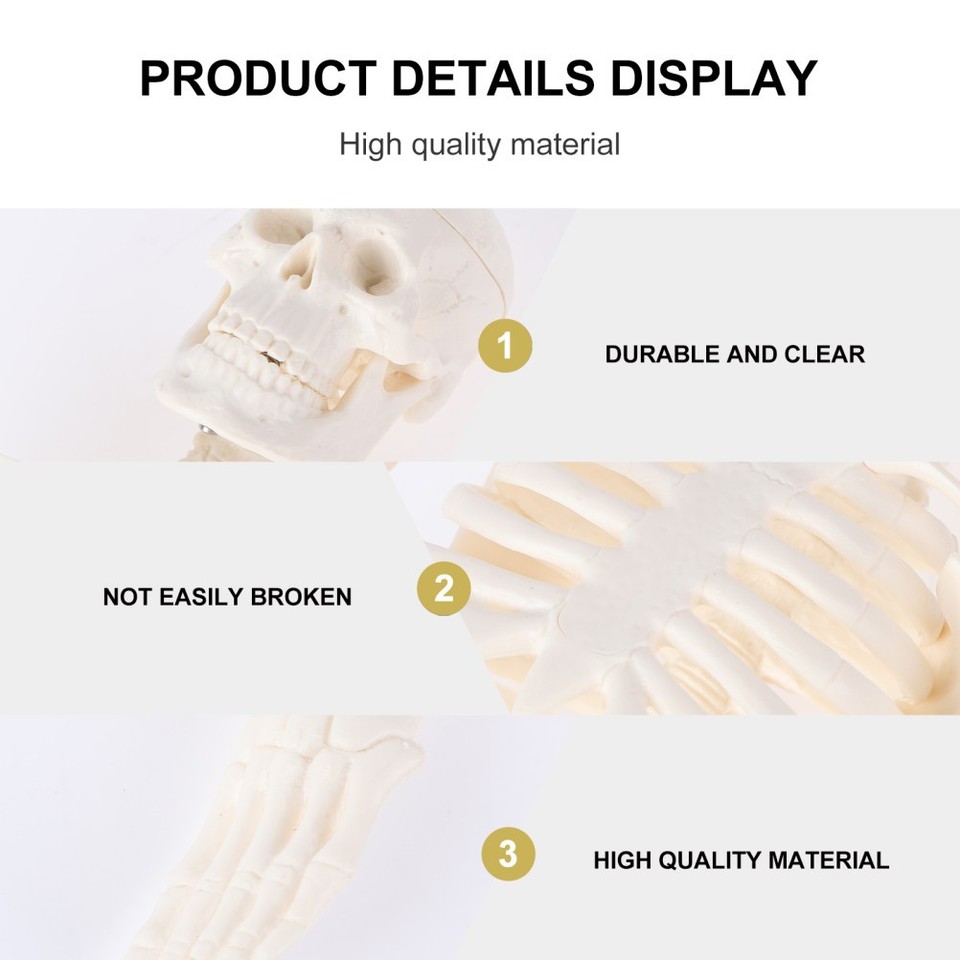 Human Skeleton Model Study Model Removable Parts 45 cm | eBay Australia