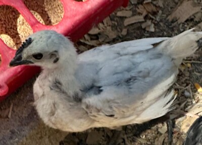 6 zombie chicken Ayam Cemani’s hatching eggs | eBay