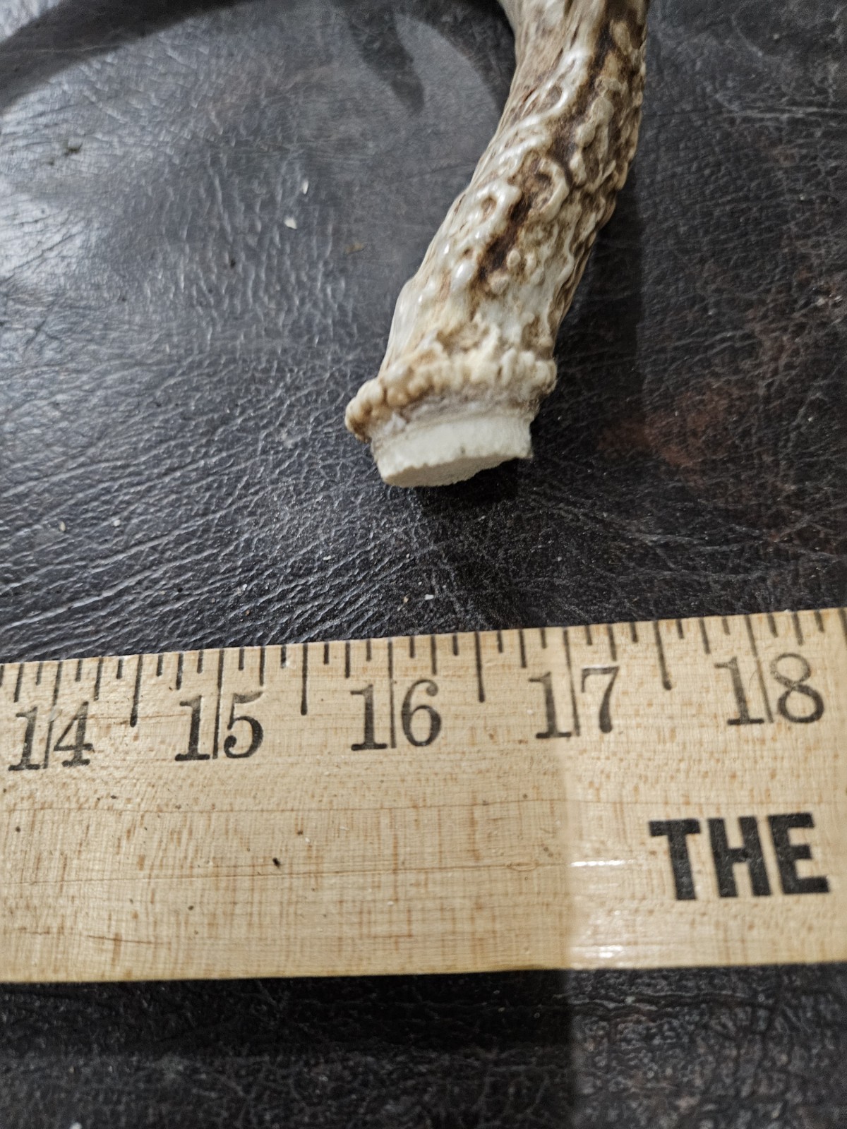 Wild Freak 3 Point Deer Antler Shed Horn Rack Decor Man Cave Decor ...