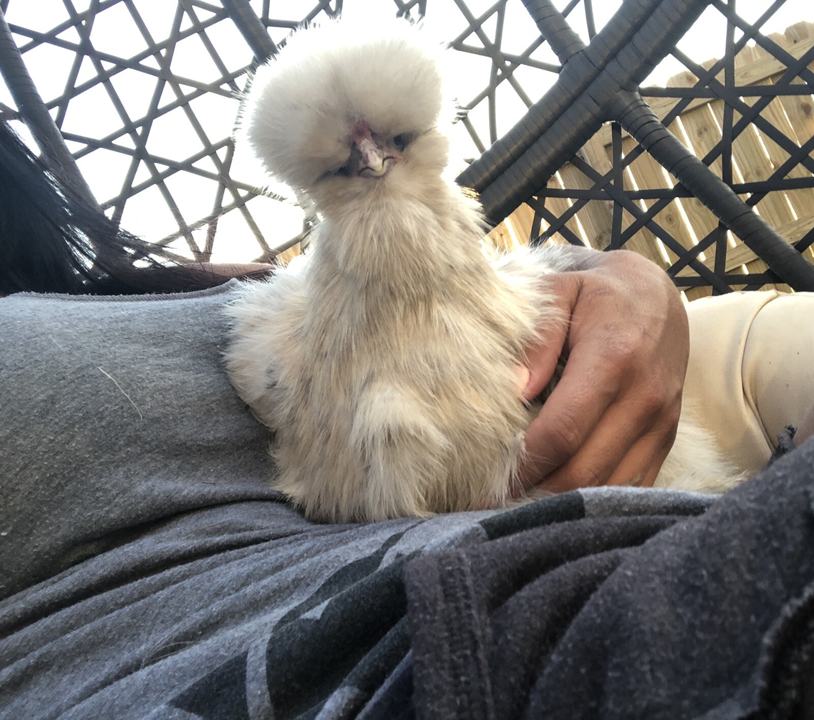 6 Bearded & Crested Select Show Quality Fertile Silkie chicken hatching ...