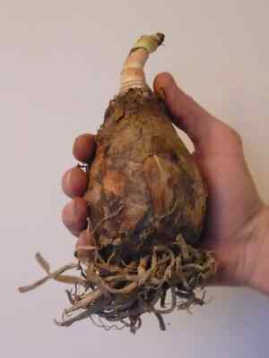 CRINUM Powellii - GIANT SWAMP LILY - Perennial Garden Plant BULB | eBay