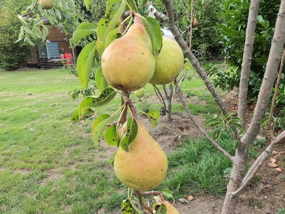 4ft Pear trees UK grown | eBay UK