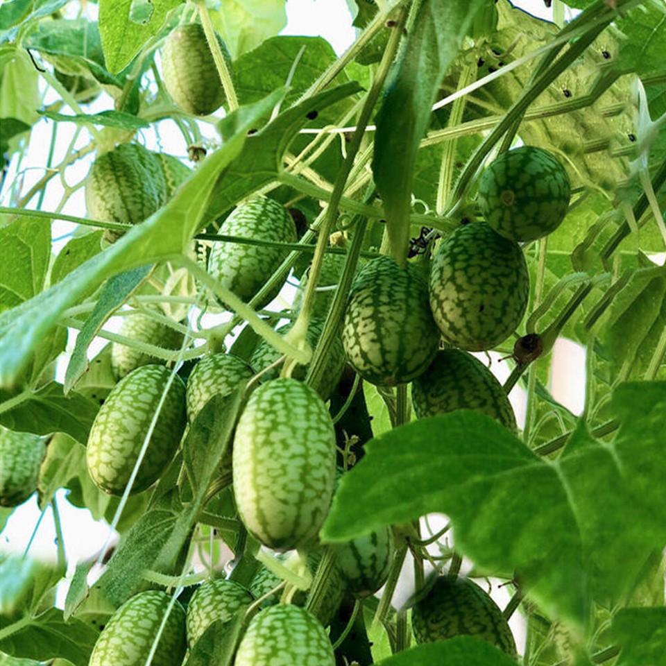 50pcs/bag Mini Thumb Watermelon Seeds Pulp Watermelon Organic Seeds ...