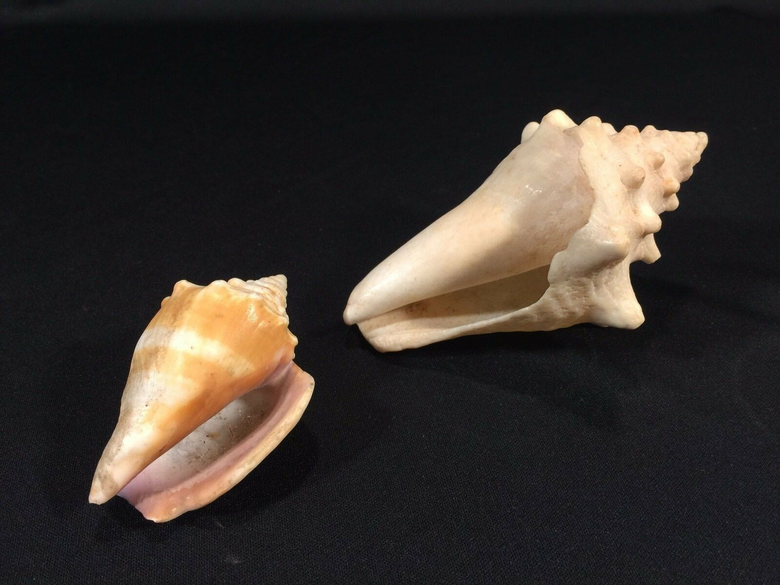 (2) Conch Type Shells Approximately 5" & 3" Long | eBay