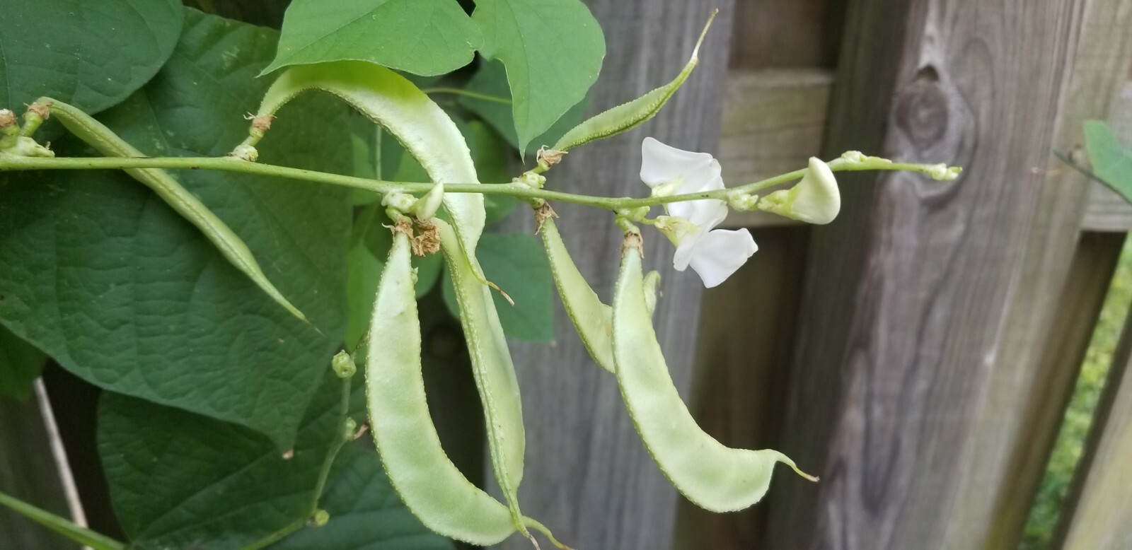 Hyacinth Beans Avaraikai Chikkudu VINE type White flowering high yields ...