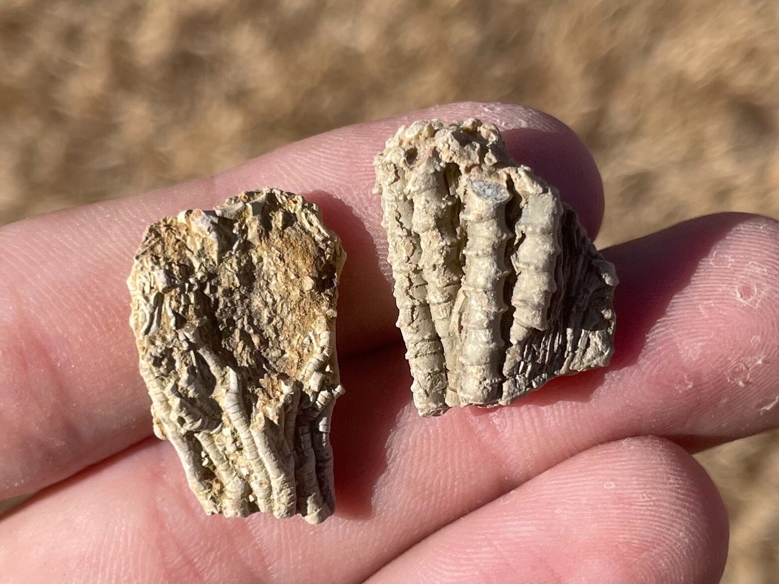 Alabama Fossil Crinoids Mississippian Age Bangor Limestone Echinoderm ...