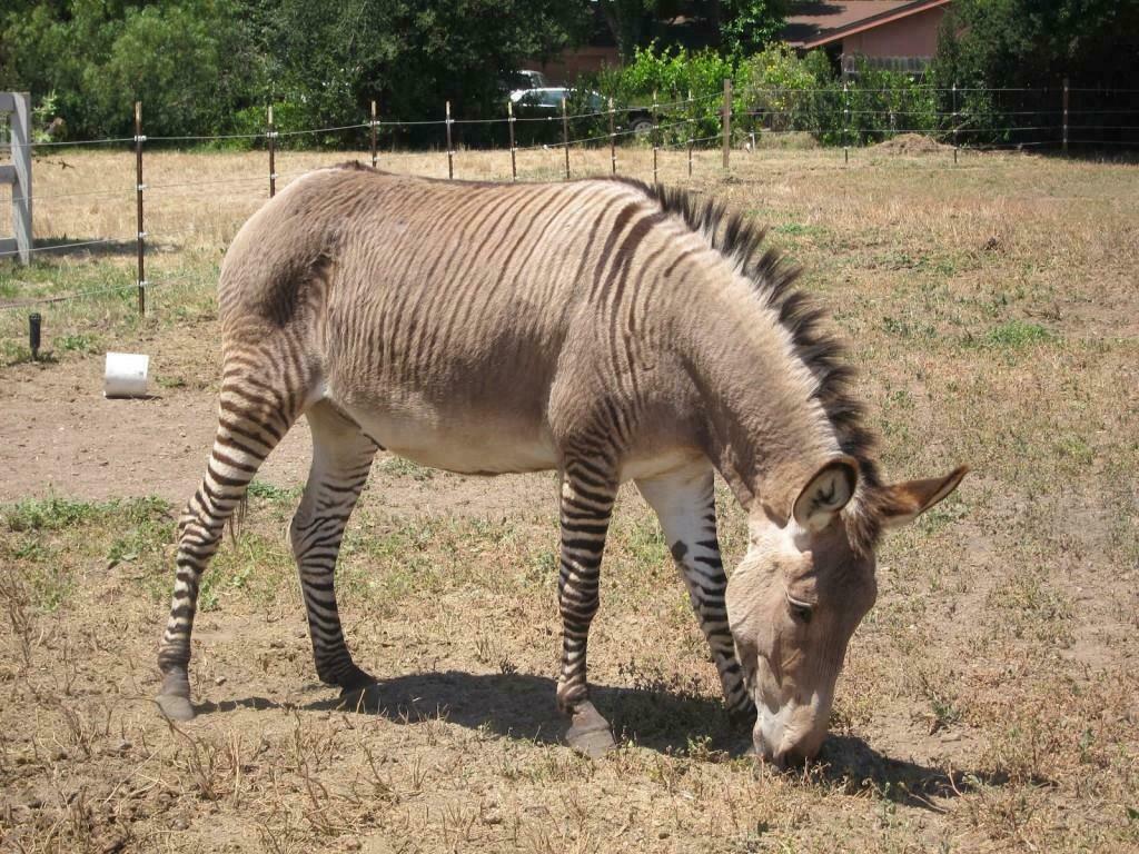 Zebra Donkey Hybrid Zebroid Wikipedia