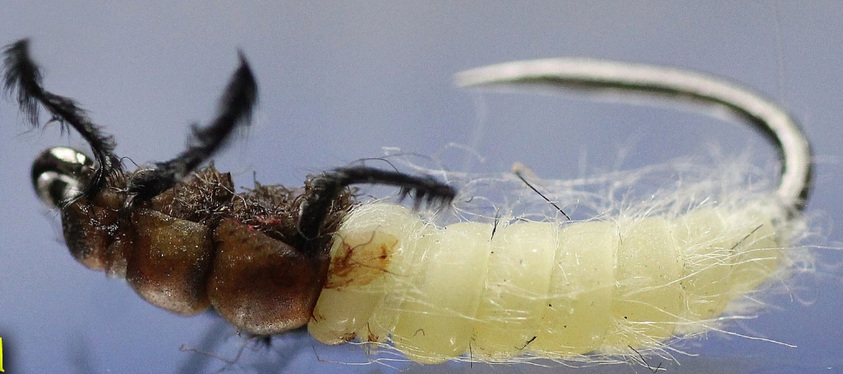 NYMPH SKIN - Scud Back - BUG GUT - 3mm - 6ft. - Stretch - Fly Tying ...