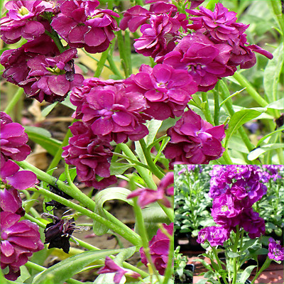 STOCK GIANT COLUMN PURPLE HEART 25 Seeds Grow FLOWERS Beautiful GARDEN ...