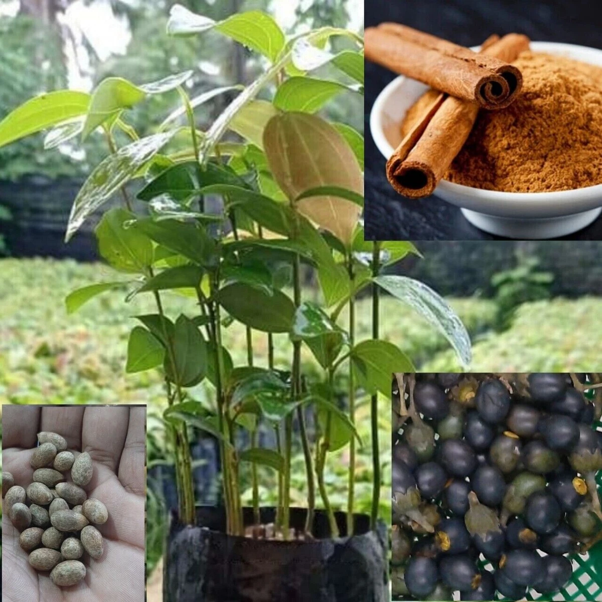 Growing Cinnamon Tree