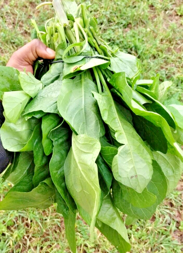 Njama Njama, Garden Huckleberry, African nightshade, Managu, Frozen ...