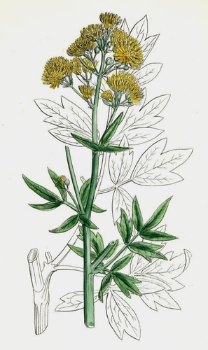 1860's John Sowerby Hand Colored Botanical Print Common Meadow Rue K1C ...