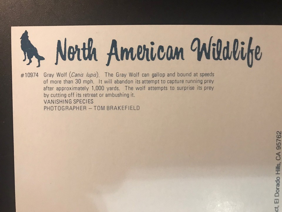 POSTCARD UNPOSTED WOLVES- GRAY WOLF CHASING A RABBIT | eBay