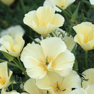 200+ California Ivory Castle Poppy Seeds for Garden - USA - FREE ...