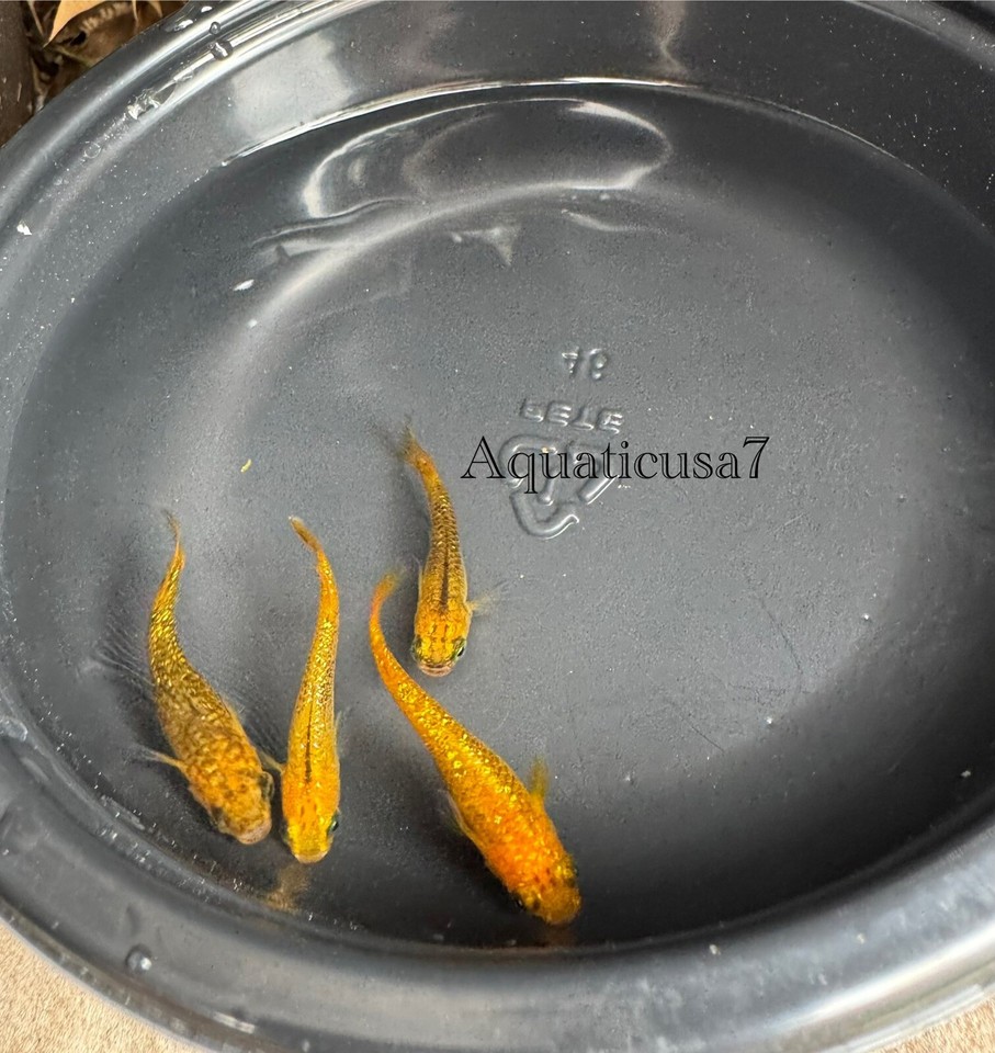 Lecris Medaka ricefish eggs 10+ 2 free fertilized (Yellow gold/black ...