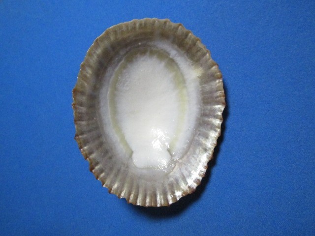 Cellana talcosa (Gould, 1846) "ENDEMIC HAWAIIAN LIMPET" (65.5mm) | eBay