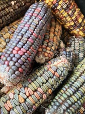 Earth Tones Dent Corn - Maize - 10+ seeds - Semillas - Graines - Samen ...