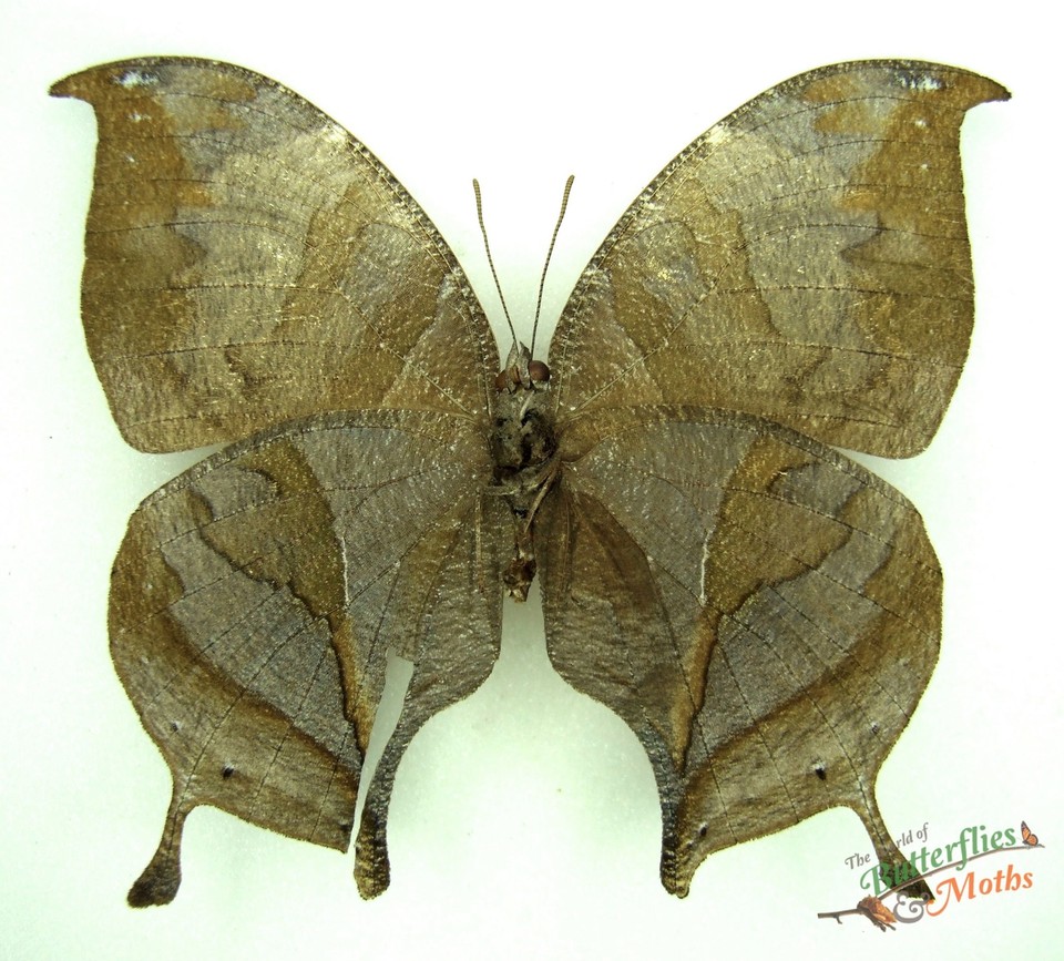 Anaea consul electra Pearly leafwing Butterfly SET x1 A2 RARE #j01 NOT ...