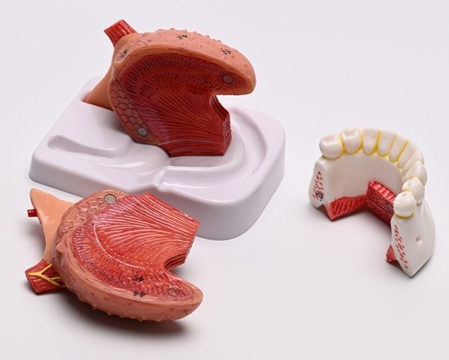Anatomy Teaching model 1:1 Tongue & Tooth Model 4-Part Removable Lower ...