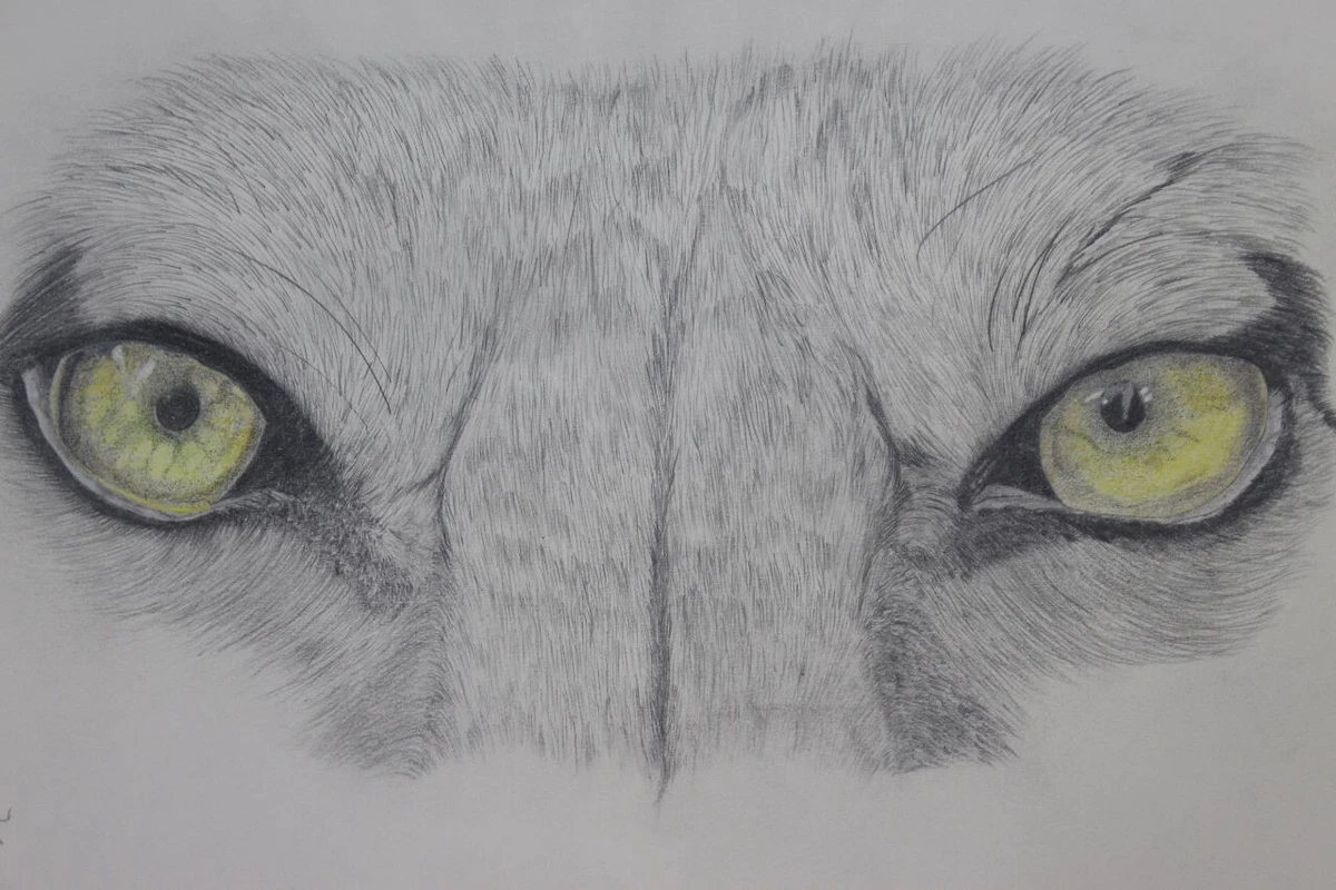 Drawings Of Wolf Eyes In Pencil