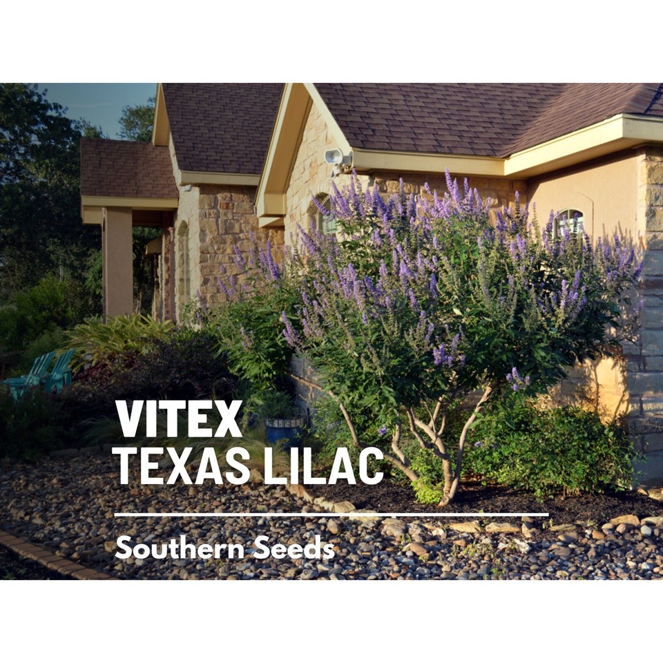 Vitex Chaste Tree Seeds, Heirloom Shrub, Texas Lilac Variety, USA Grown ...