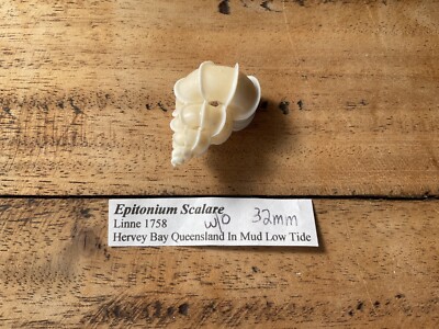 Epitonium Scalare W/O - Wentletrap - Epitoniidae Shell Australian ...