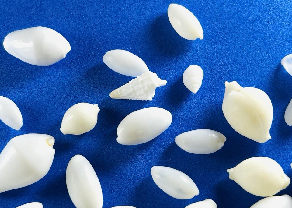 japanese sea glass Surf-Tumble Shell Set small Shells of Okinawa | eBay