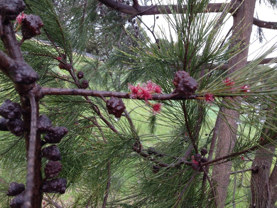 Bonsai Black She Oak (Allocasuarina littoralis) 50 Seeds | eBay UK