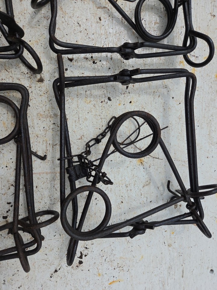 Lot Of 4 Duke 330 Body Grip Conibear Traps Trapping Trap Fur Harvesting ...